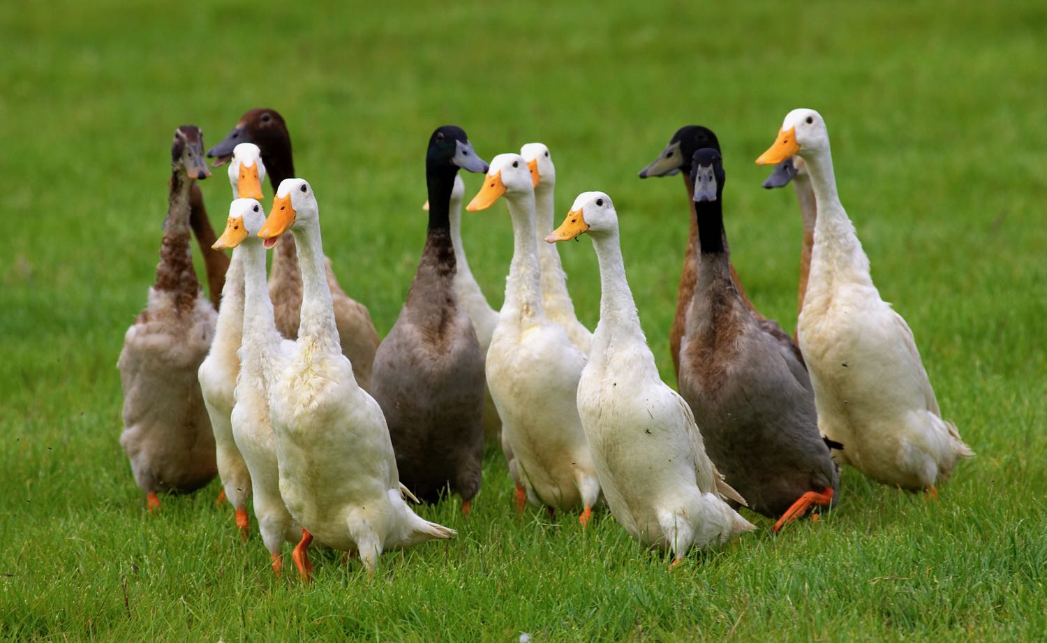 Enten – Geflügelzucht Schulte
